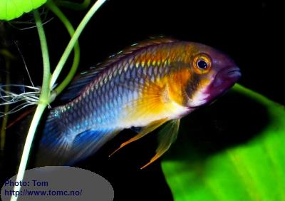 Welcome to Toms Homepage